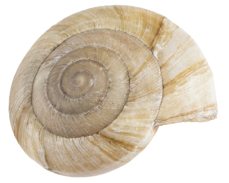 Dry Brown Shell of Snail Macro, Isolated Stock Photo - Image of hard ...