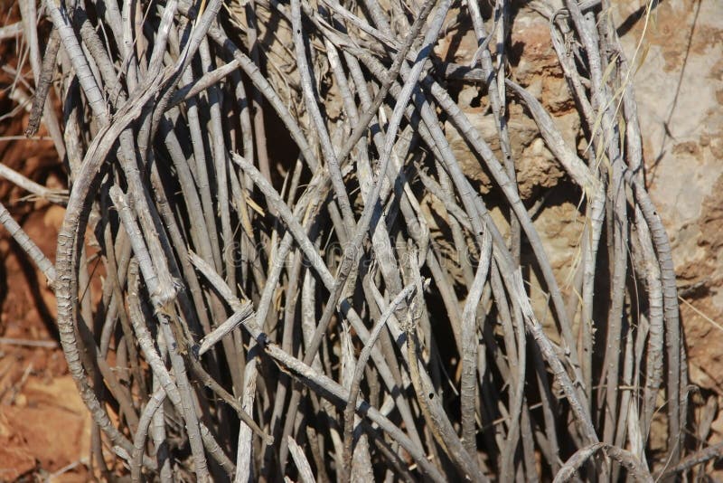 Dry brown shrub branches stock image. Image of reed - 133012373