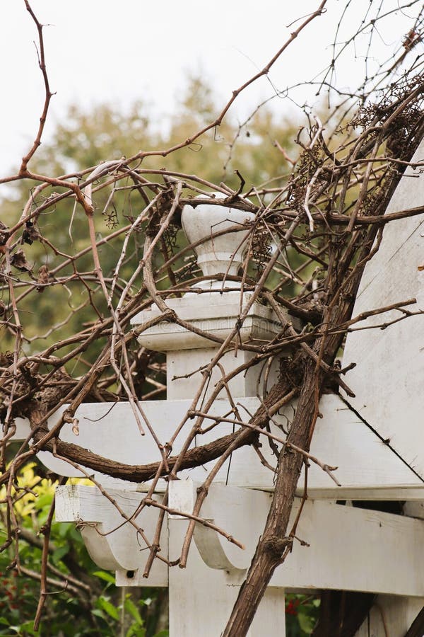 Brown Wood Vines Growing Around White Finial of Arbor Stock Photo ...