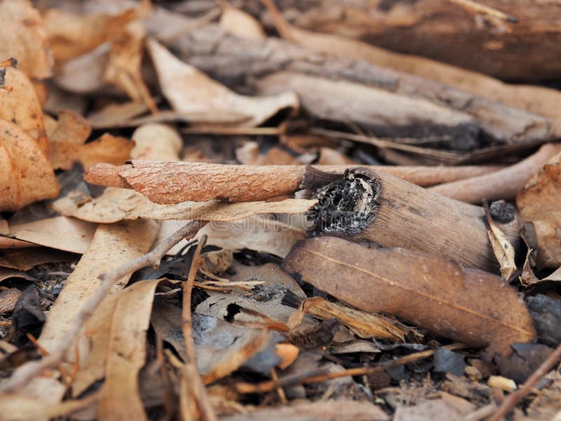 Dry Brown Wood Charcoal Fire Stock Photo - Image of dessert, fire: 85825358