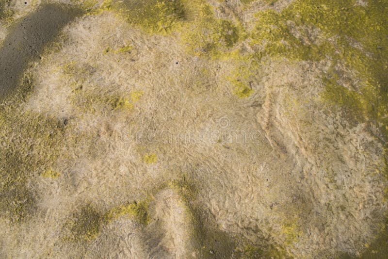 Dry Brown Yellow Moss Texture Background. Stock Photo - Image of rustic ...