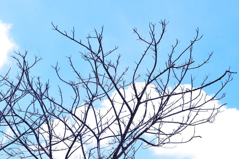 Brunch of Tree after Snowfall Stock Image - Image of season, branch ...