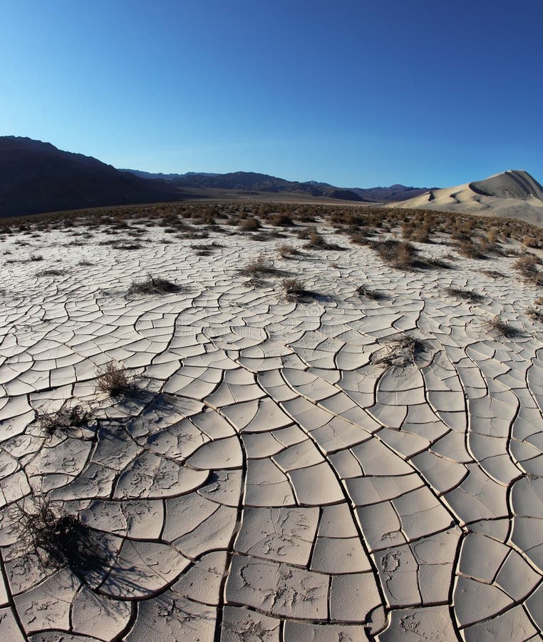 Dry brush on cracked soil stock image. Image of blue - 16789075
