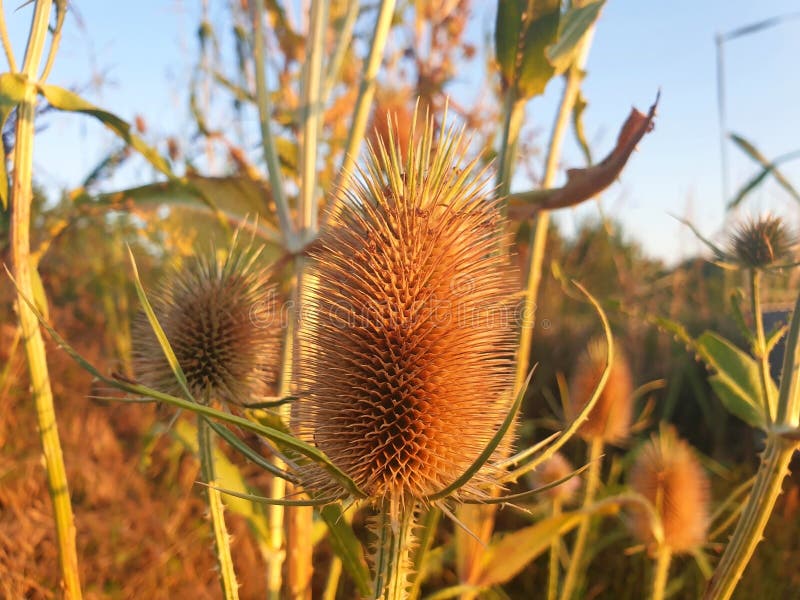 Dry Bud ( Flower ) Dipsacus. Stock Image - Image of bristly, barbed ...