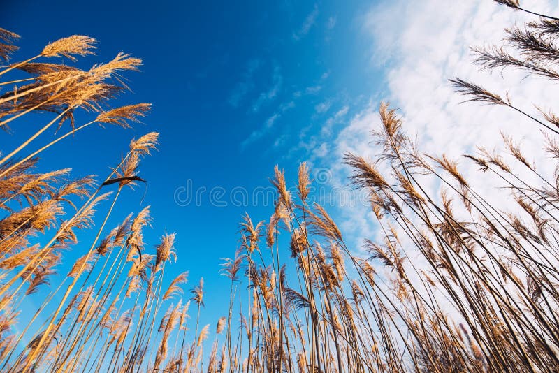 Dry Bulrush Reed, Low Angle Stock Image - Image of bulrush, season ...