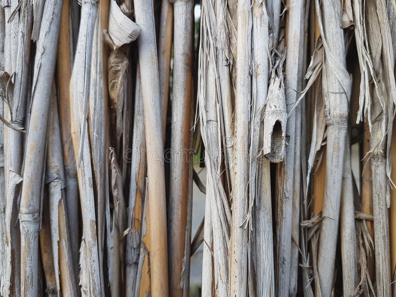 Bulrush wall. stock photo. Image of line, cover, rural - 21922806