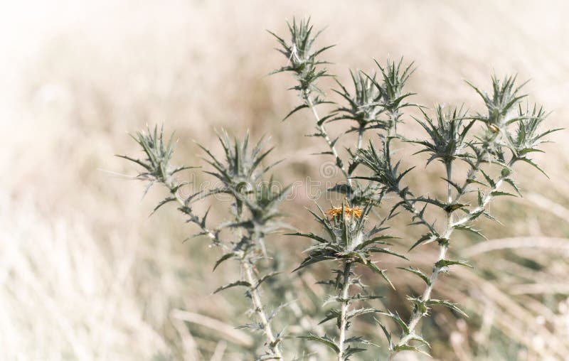 Dry bur flower stock photo. Image of pratum, plant, botanic - 15858846