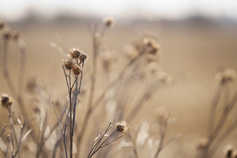 Dry Bur Grass on Rural Field in Early Spring Stock Photo - Image of ...