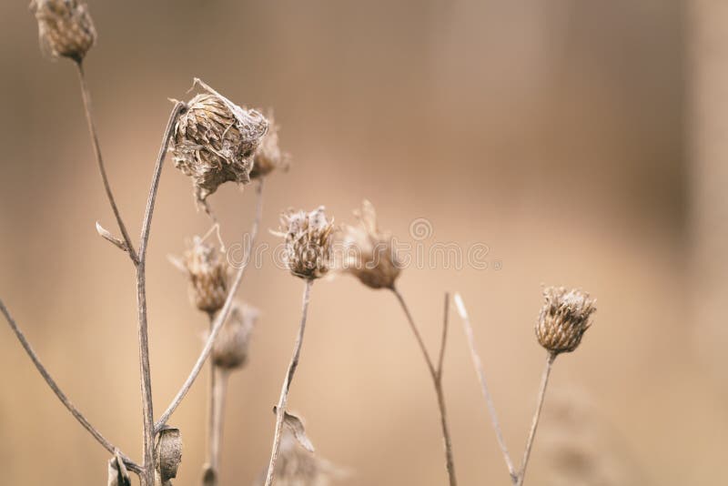 Dry Bur Grass on Rural Field in Early Spring Stock Photo - Image of ...