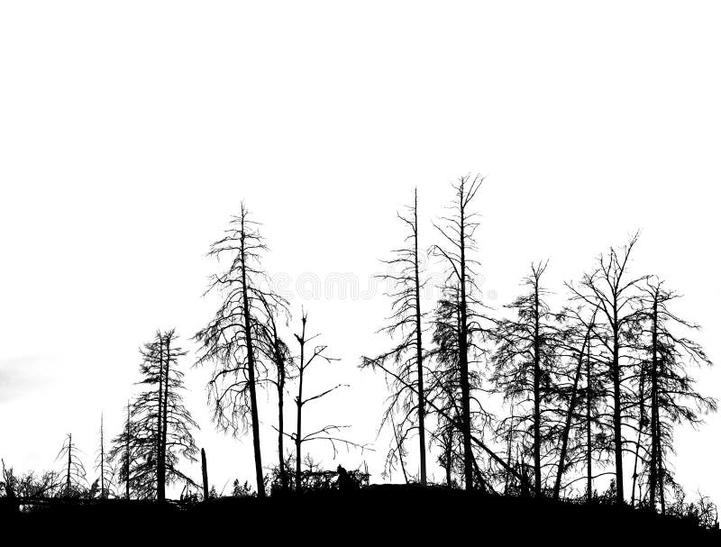 Burnt forest after fire stock image. Image of burnt - 190075675