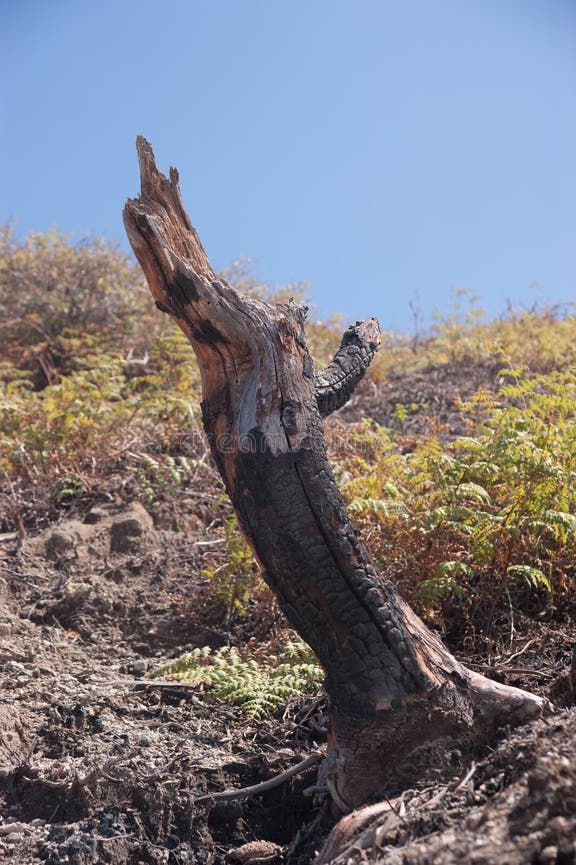 Dry Bush stock photo. Image of detail, bush, background - 10697216
