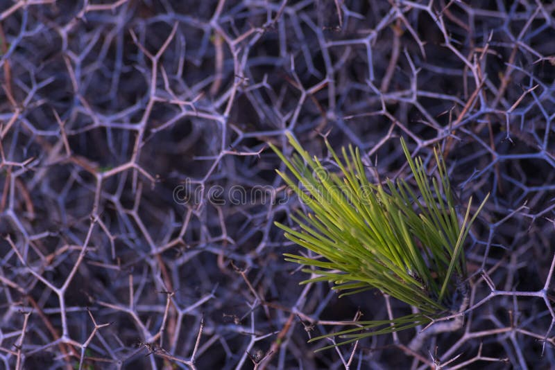 Dry Bush Abstract Leaf Background Texture Wallpaper Stock Photo - Image ...