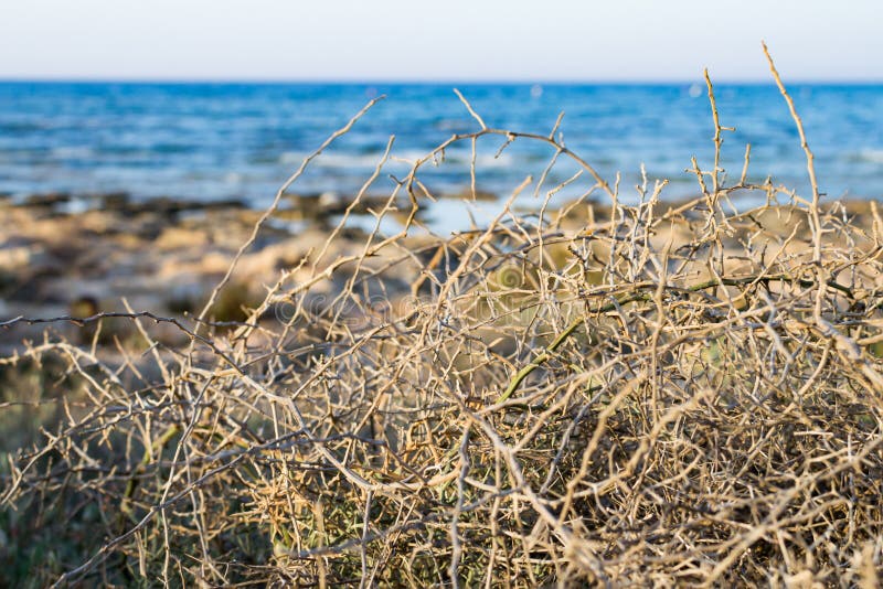 Dry Bush in Ayia Napa Coast Stock Photo - Image of concept, prickle ...