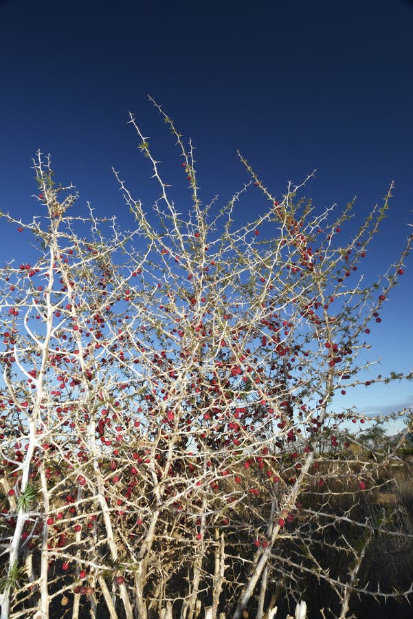 Sharplx Stock Photos - Free & Royalty-Free Stock Photos from Dreamstime