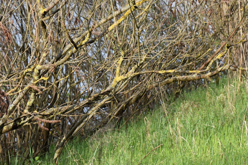 Dry Branches Above Grass in a Forest in Early Spring Stock Photo ...