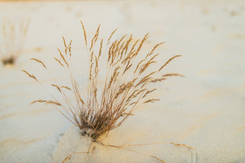 Dry bush stock image. Image of rock, extreme, bushes - 43652297