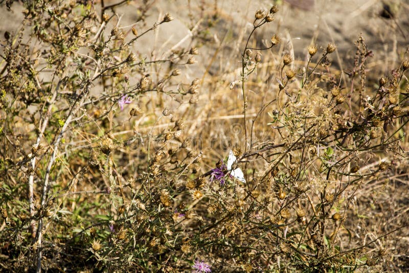 Dry Bush. stock image. Image of thorn, computer, annotation - 77772109