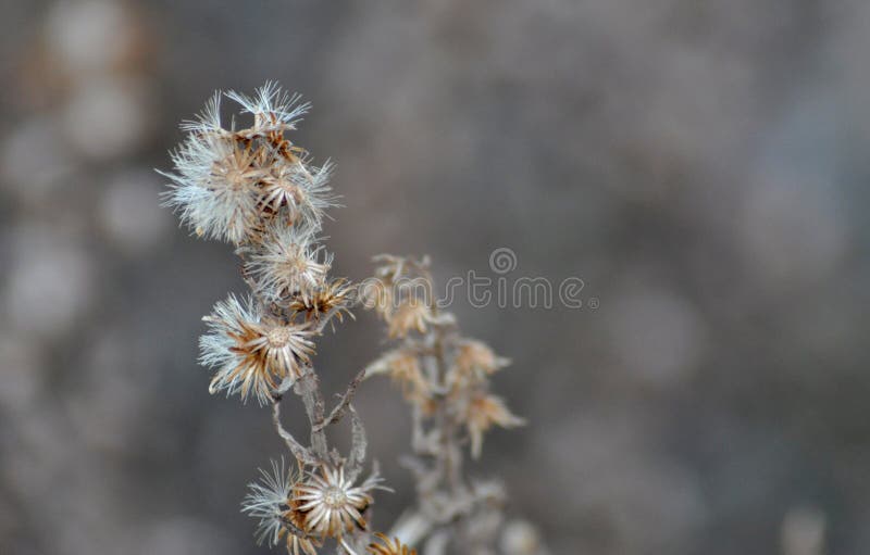 Dry bush on gray stock image. Image of green, bosh, bright - 84110977