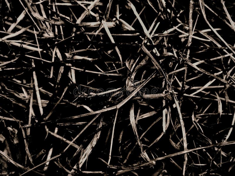 Dry Bush Hollow Abstract Background Stock Illustration - Illustration ...