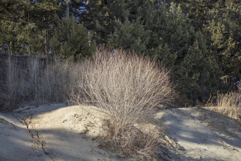 Dry Bush in the Light Sand Against a Background of Green Coniferous ...