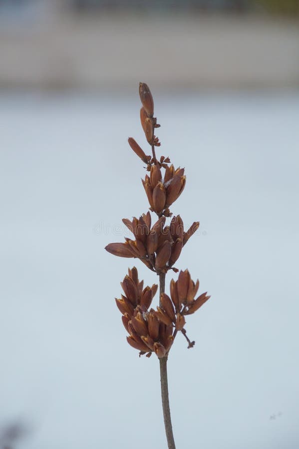 The Dry Bush of a Lilac in Winter on the Street Stock Image - Image of ...