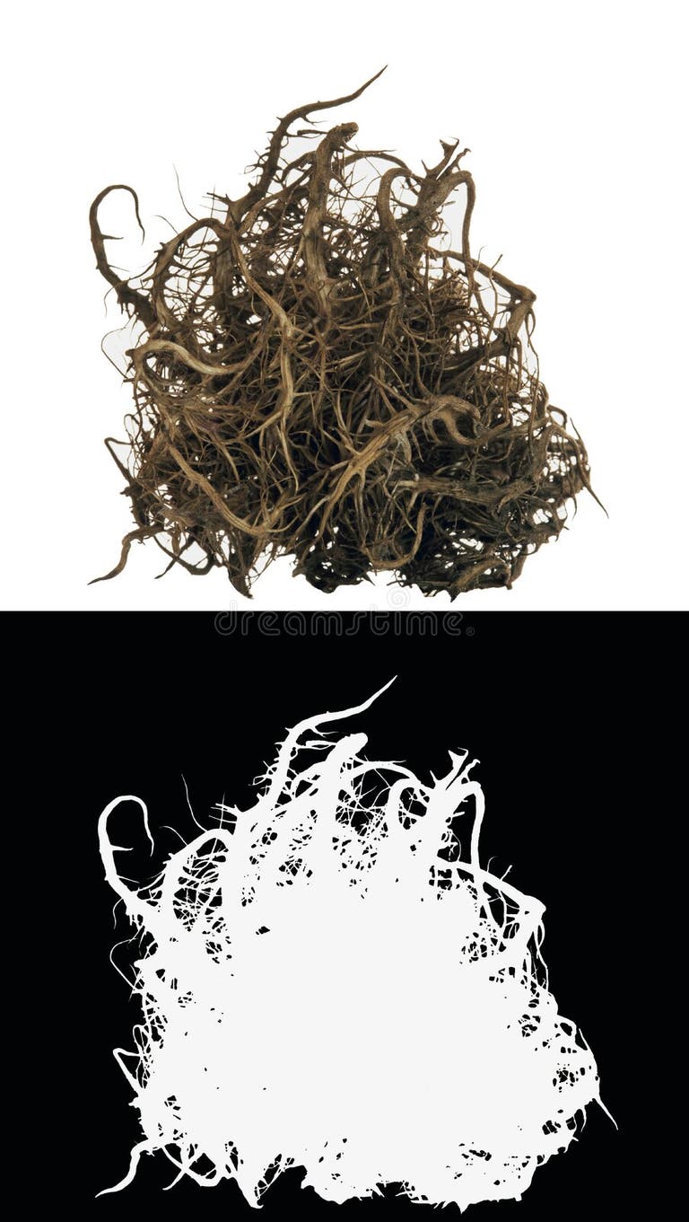 8,156 Bush Alpha Stock Photos - Free & Royalty-Free Stock Photos from ...