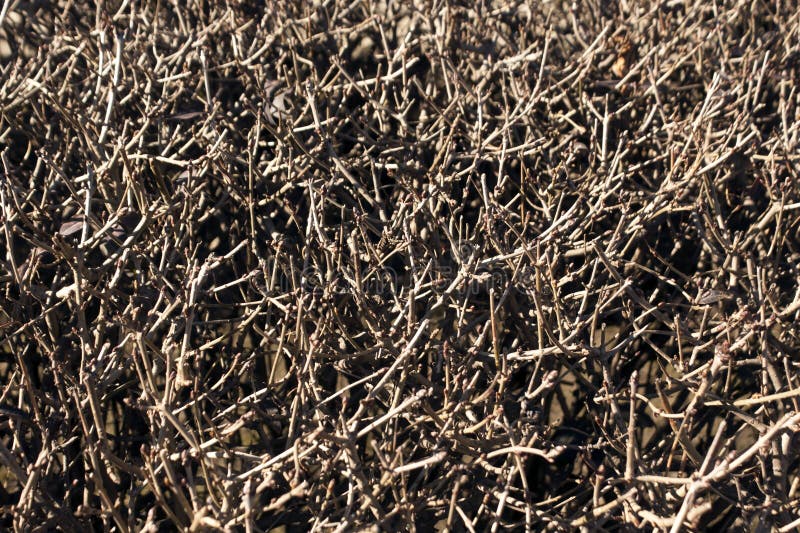 Dry bush texture. stock photo. Image of colorful, abstract - 71685516