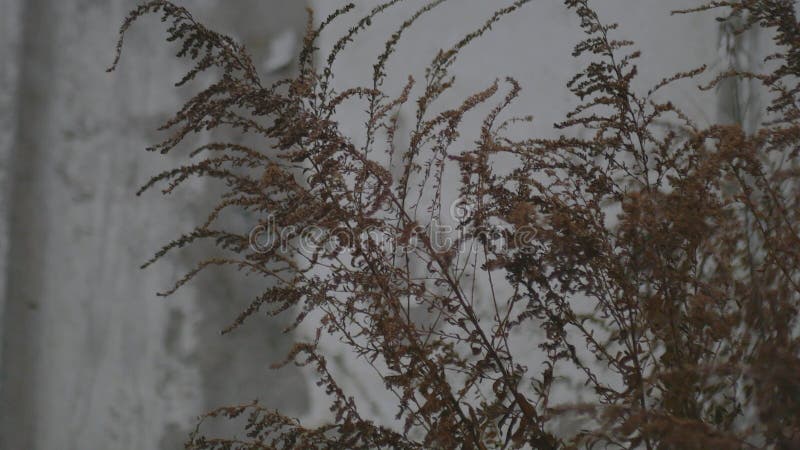Dry Bush in the Wind Dry Grass Stock Video - Video of ground, grass ...
