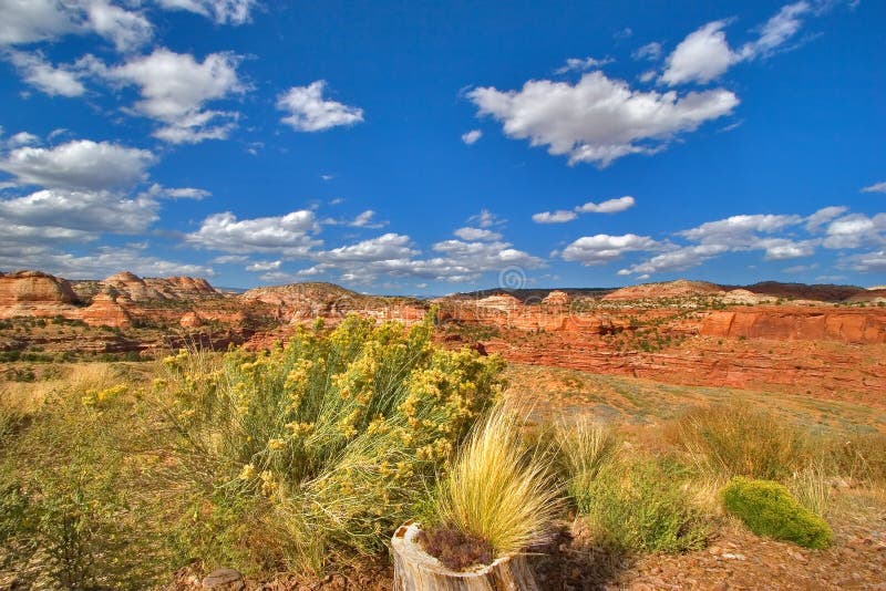 Dry bushes stock image. Image of landscape, scenics, outback - 2643567