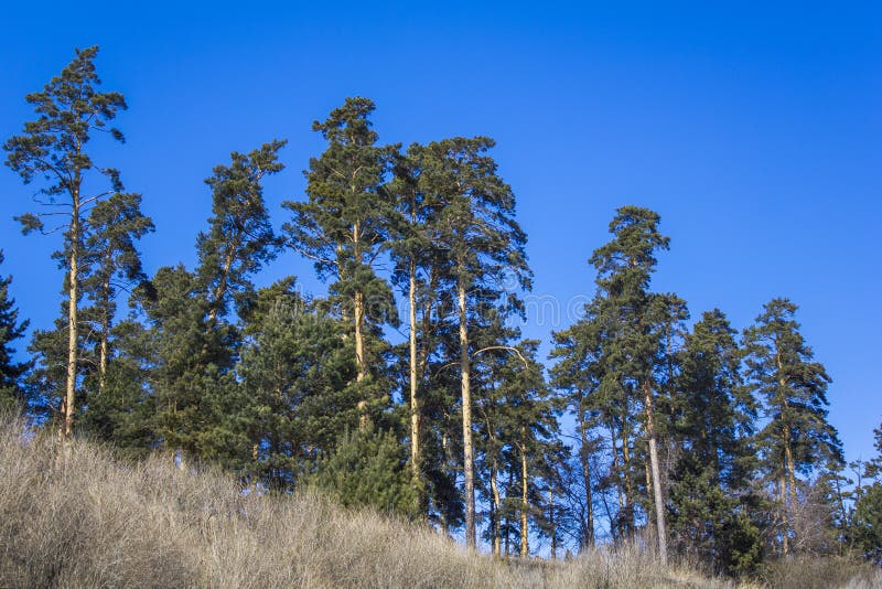 Dry Bushes Against the Backdrop of High Green Trees Under a Dark Blue ...
