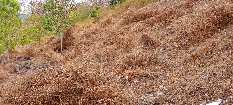 Dry Bushes after Being Cleared To Clear the Land Stock Photo - Image of ...