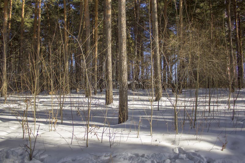 Dry Bushes and Trunks of Green Coniferous Trees in the Winter Forest ...