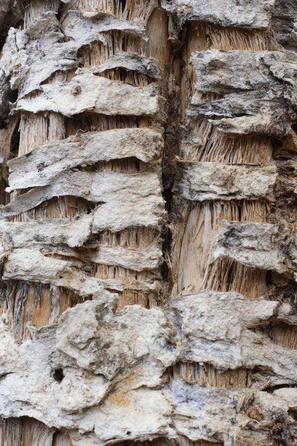 Dry cactus stock image. Image of arid, desert, botany - 16522265