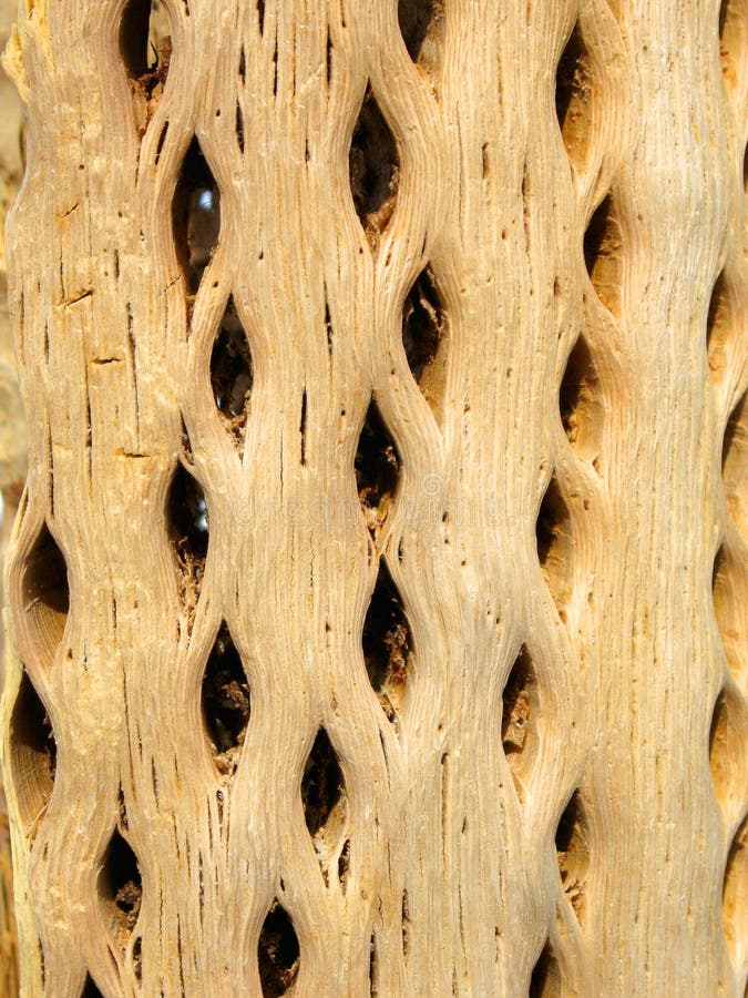 Dry Cactus stock photo. Image of close, surface, plant - 2364050