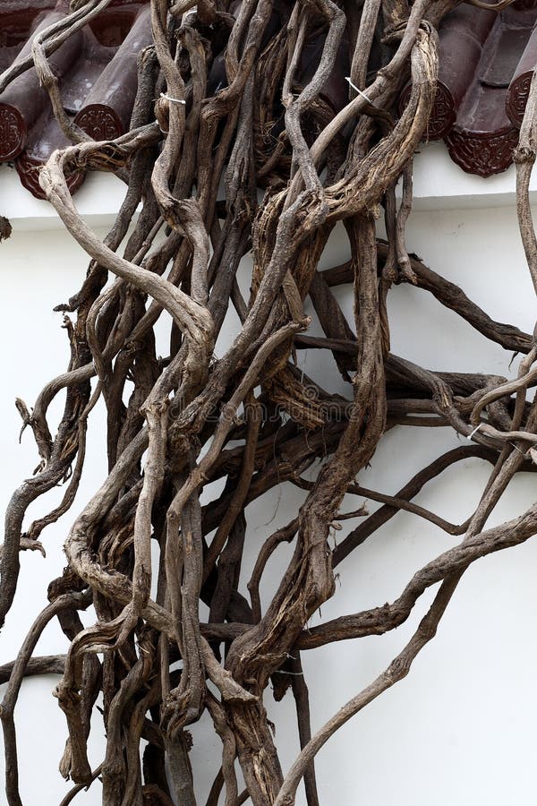 Dry Cane Picture. Image: 7831353