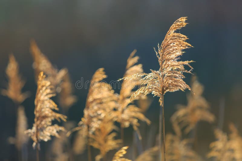 Dry cane stock image. Image of nature, rural, wind, cane - 47969689