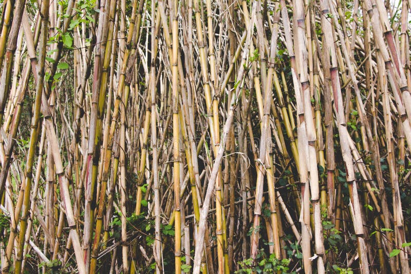 Dry cane background stock image. Image of horizontal - 137335769