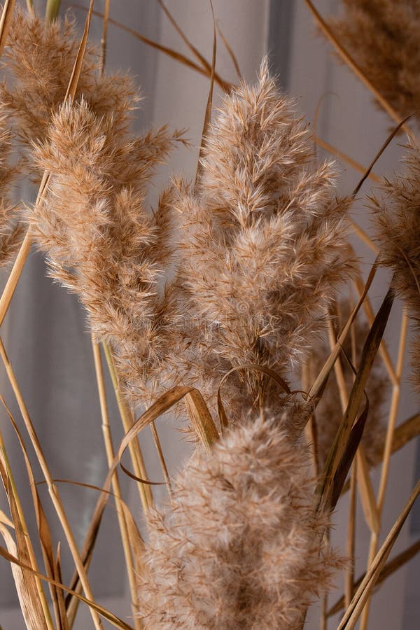 Dry Cane Can Be a Detail in Design Stock Image - Image of nature ...