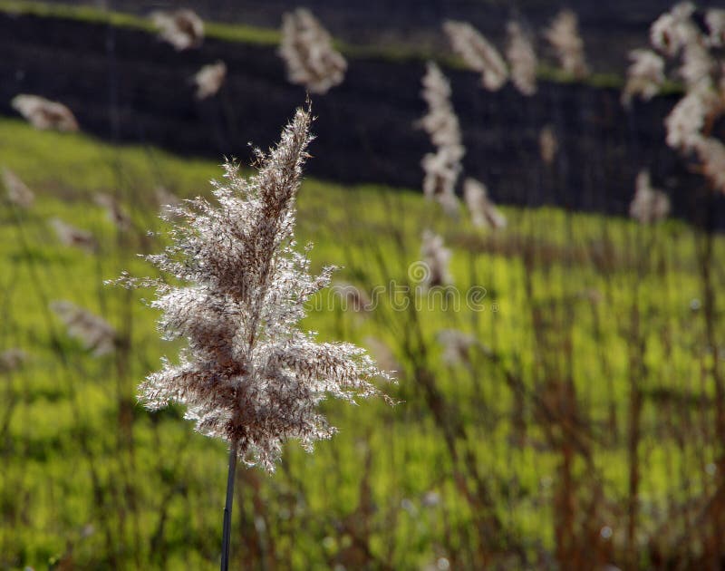 Dry Cane Macro at Field Background at Spring Stock Photo - Image of ...