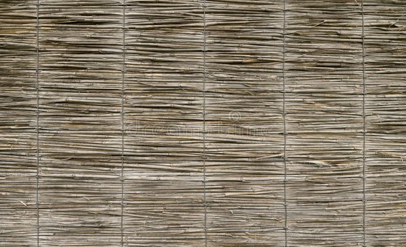 Dry Cane Reed Fence Texture. Rustic Paling from Natural Material Thin ...