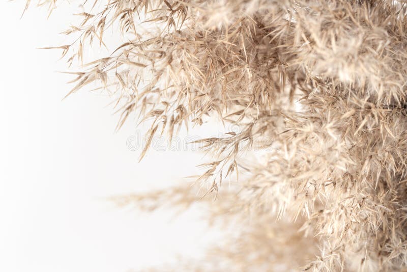 Dry Cane Reed Rush Golden Heads with Fluffy Buds on Light Background ...