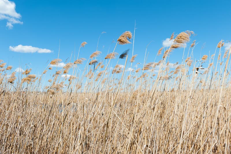 Dry Cane on the River Bank in Spring Day Stock Photo - Image of clouds ...