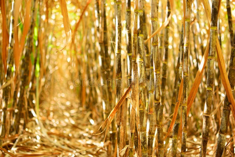 Dry cane row stock image. Image of yellow, sweet, brown - 37206225