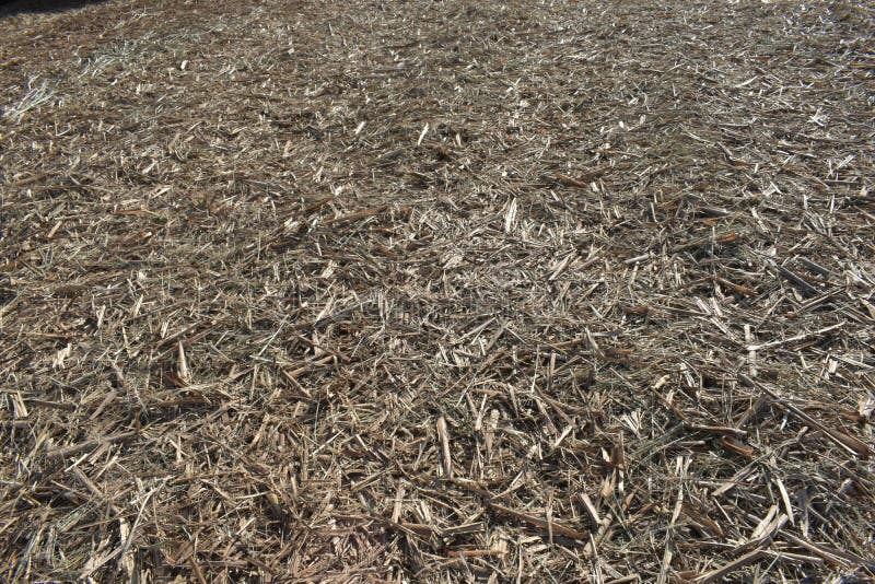 Dry Cane Straw in the Soil after Sugarcane Harvest Stock Photo - Image ...