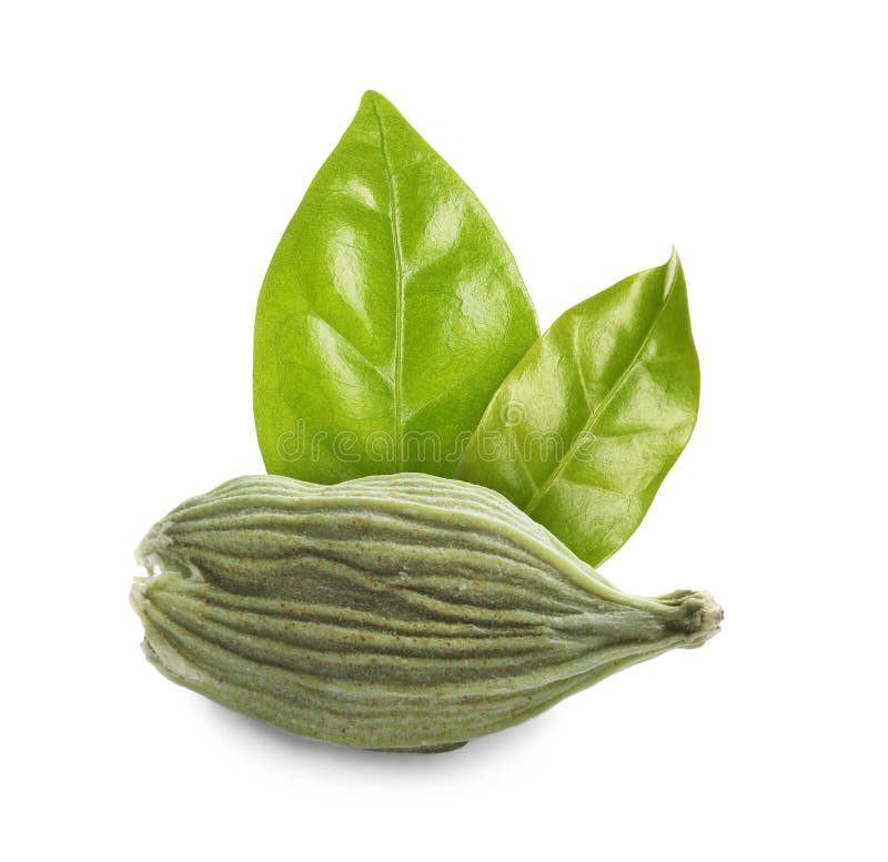 Dry Cardamom Pod and Green Leaves on White Background Stock Image ...