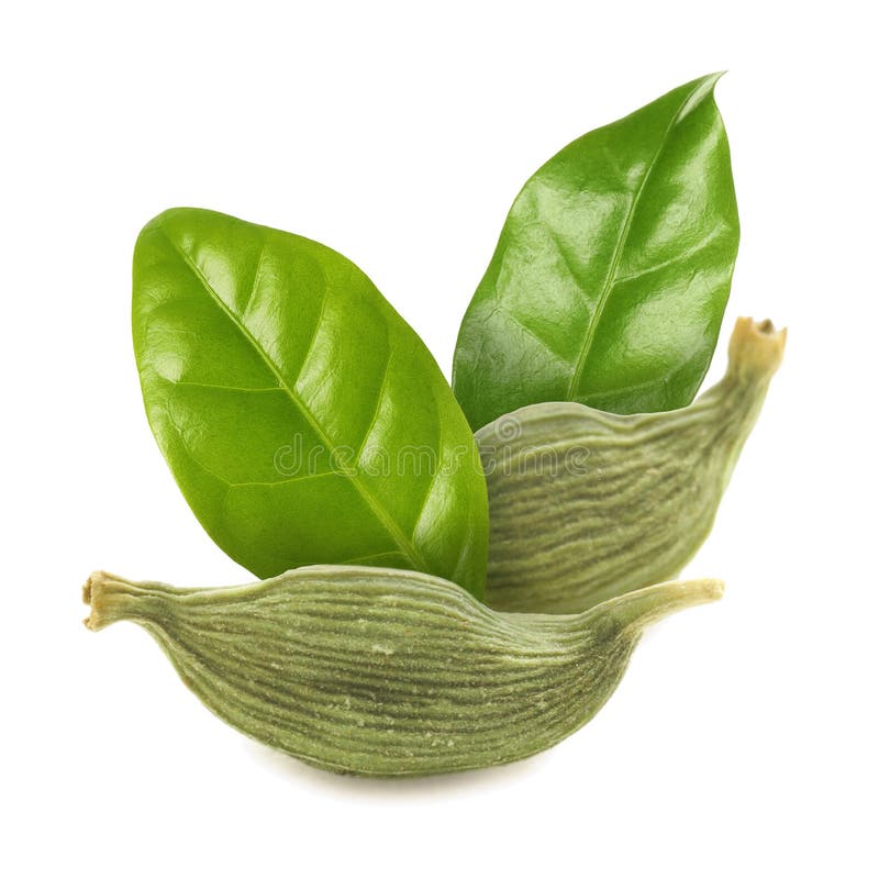 Dry Cardamom Pods and Green Leaves on White Background Stock Photo ...