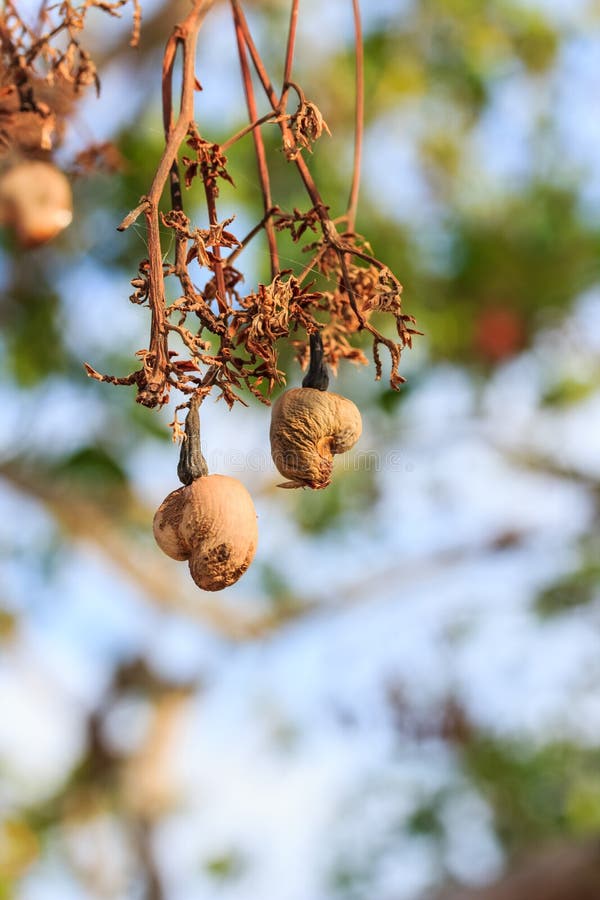 Dry Cashew on tree stock photo. Image of healthy, color - 113987608