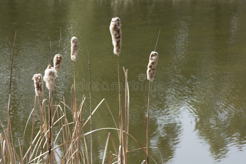 Dry Cat Tail Grass with Water Background Stock Image - Image of ...
