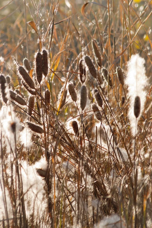 Dry cattail in autumn stock photo. Image of plants, fluff - 163110862