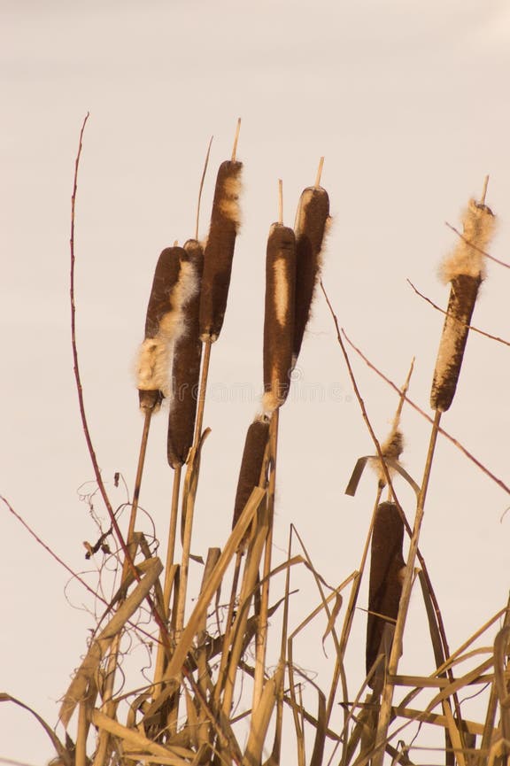 Dry cattails stock photo. Image of botanical, nature - 314225392